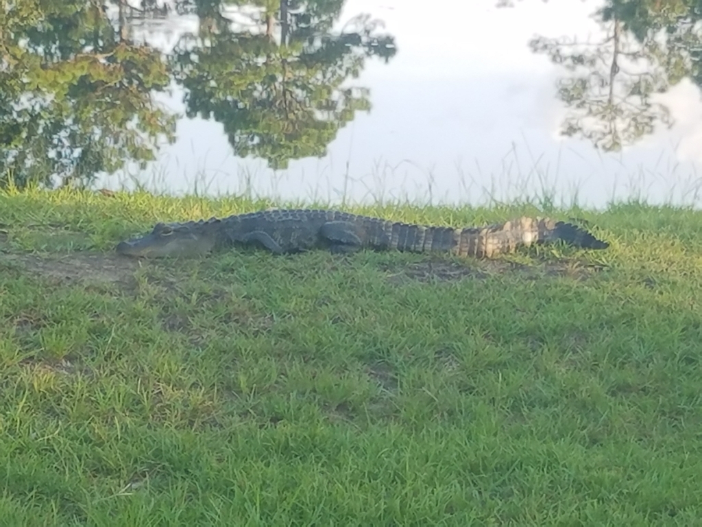 American Alligator from 3988 Jones Center Dr, Newton, GA 39870, USA on ...