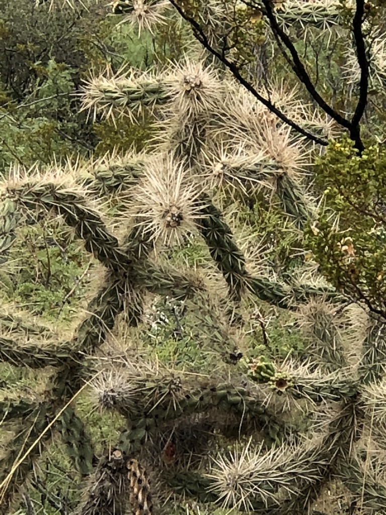 Northern Tree Cholla from Lincoln National Forest, Alamogordo, NM, US ...