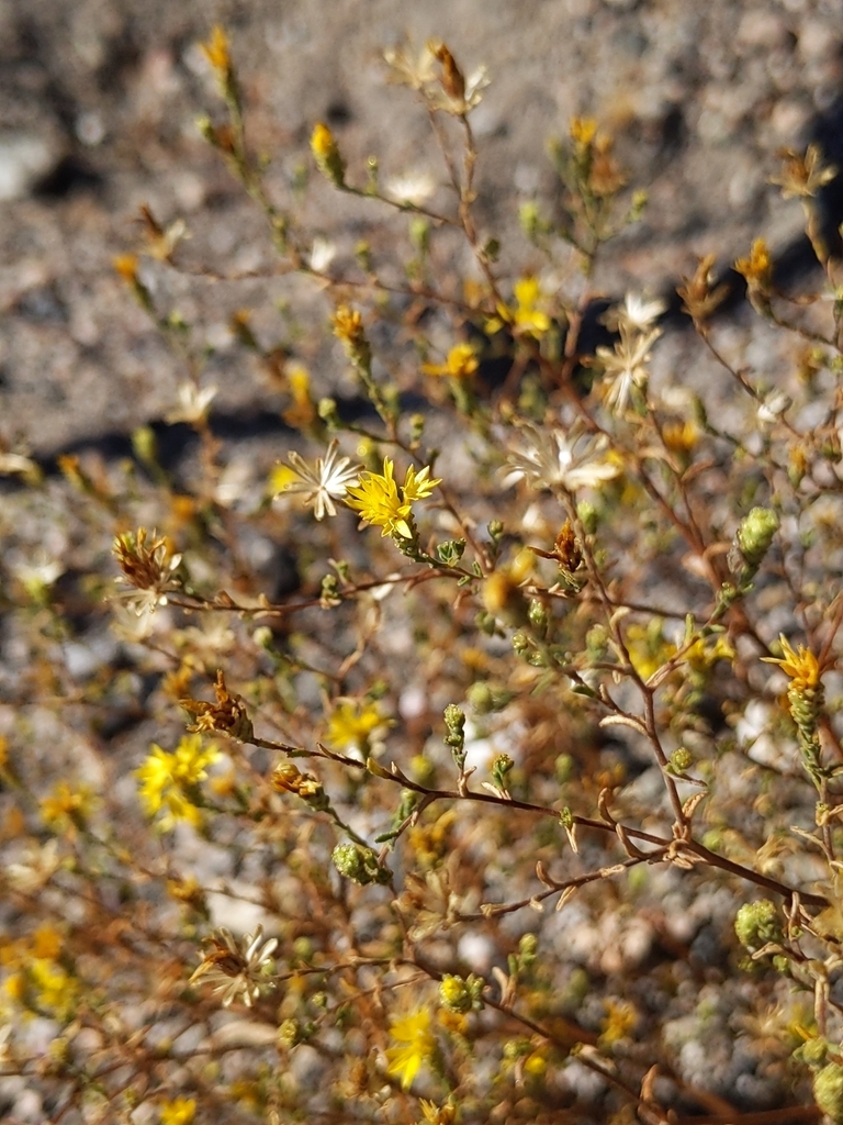 Valley Lessingia from Phelan, CA 92371, USA on July 7, 2022 at 05:39 PM ...