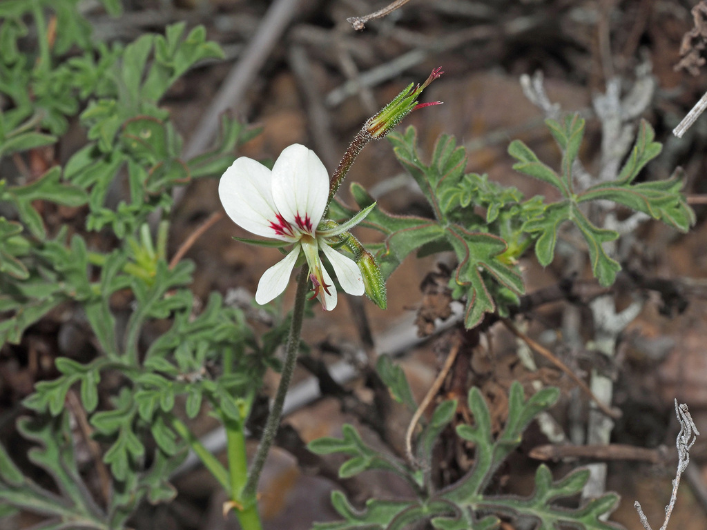 Pelargonium exhibens from Kleinpoort, Cacadu, Eastern Cape, South ...