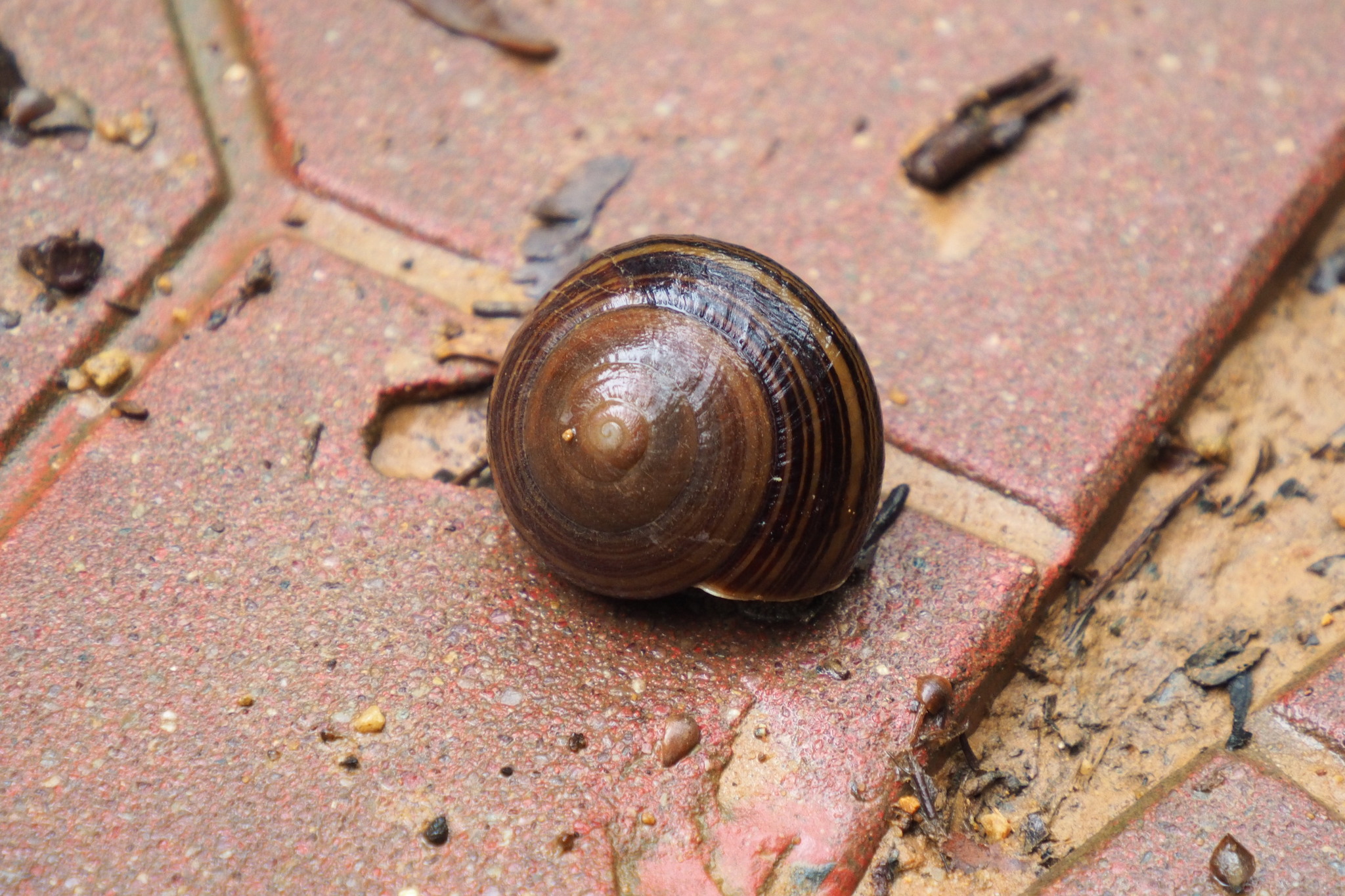 Camaena hainanensis (H.Adams, 1870)