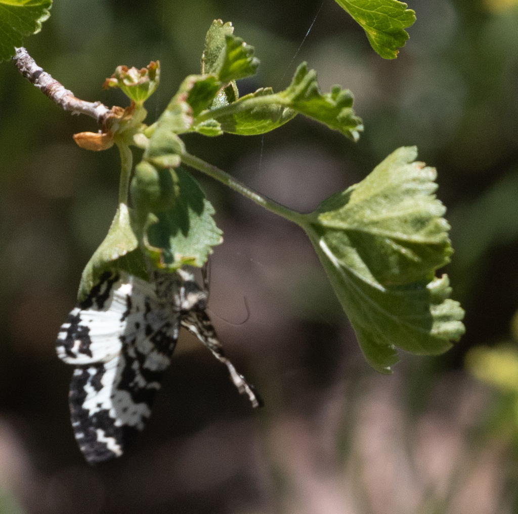 White-banded Black Moth from Modoc, Modoc National Forest, California ...