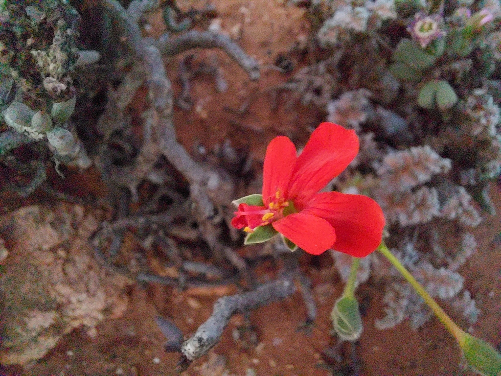 Red Mallow in June 2022 by Hafeez Sonday · iNaturalist