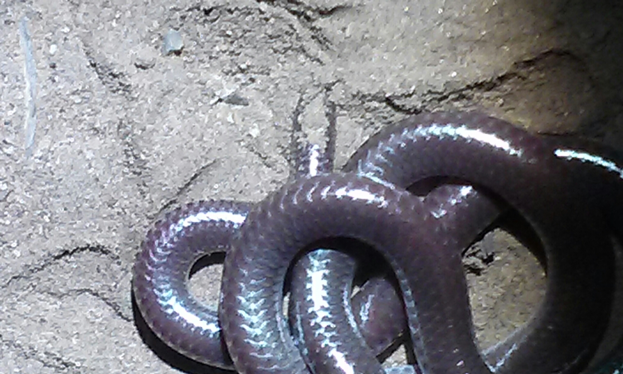 Rena humilis humilis