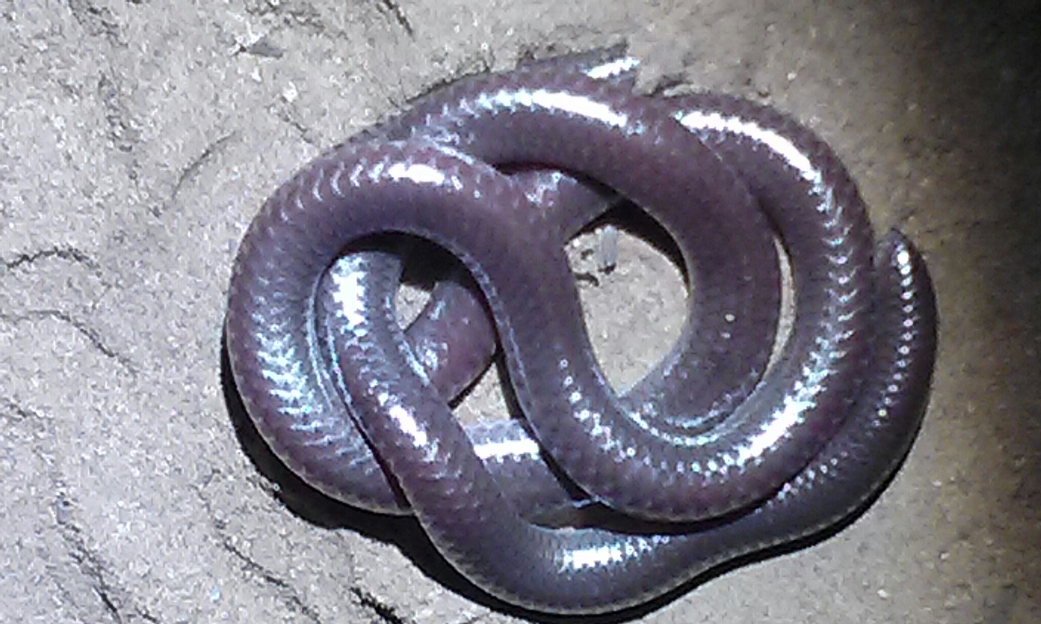 Rena humilis humilis