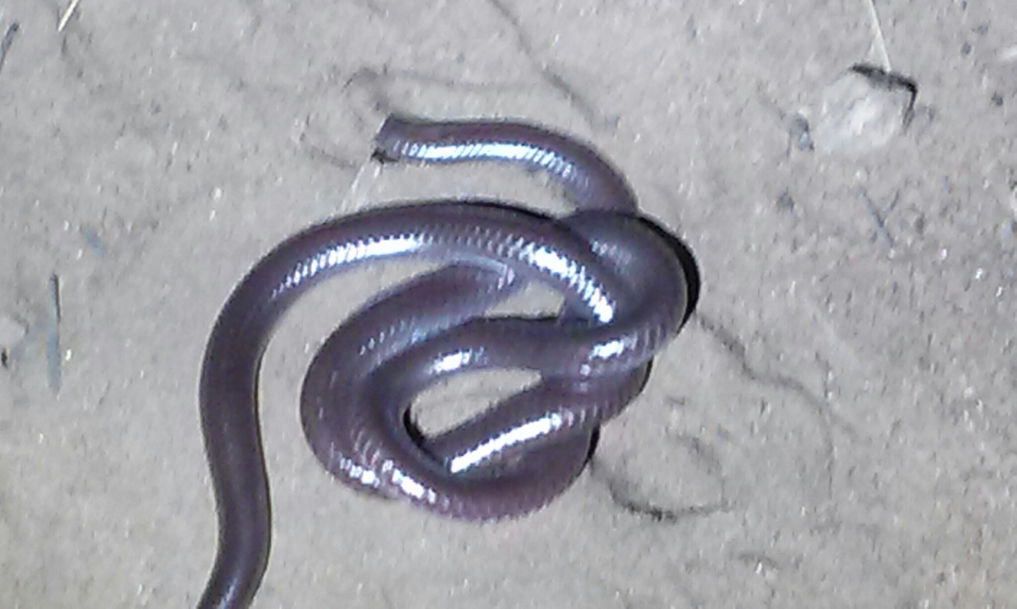 Rena humilis humilis