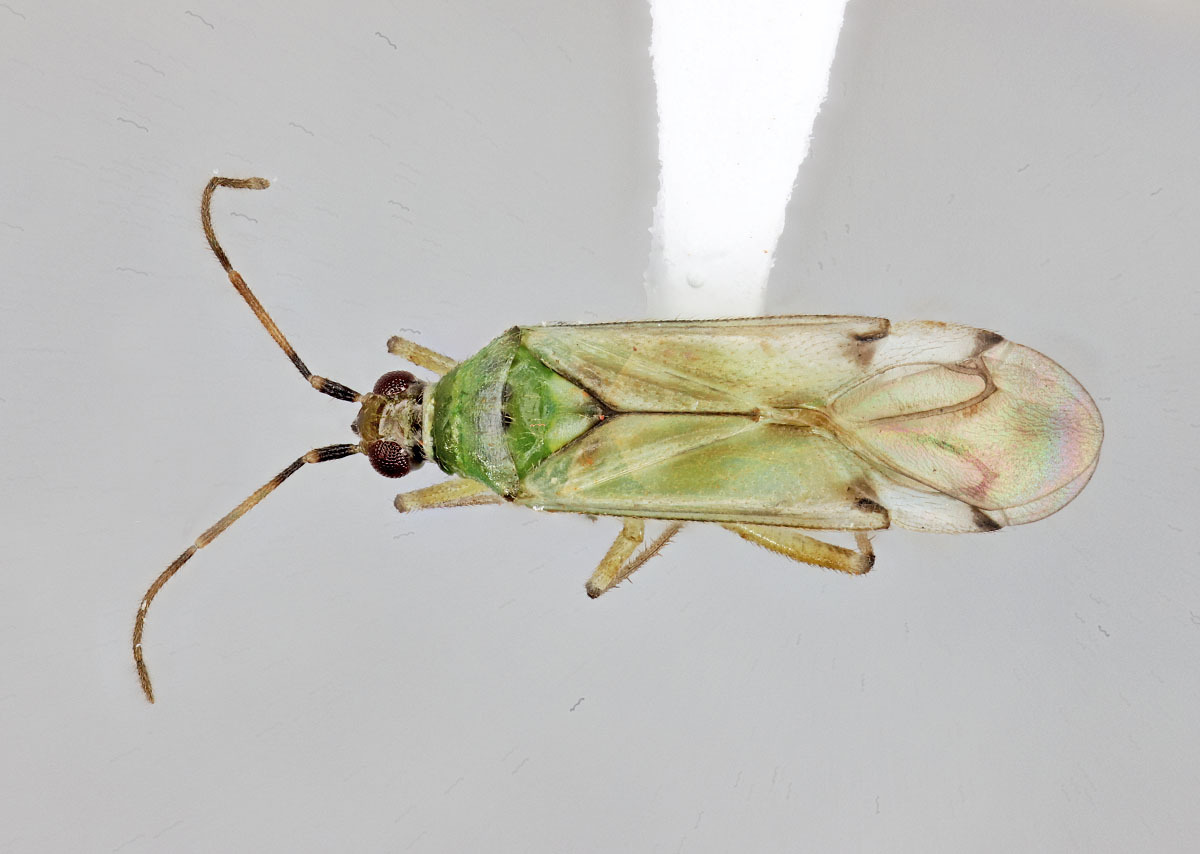 Nesidiocoris tenuis (Reuter, 1895)