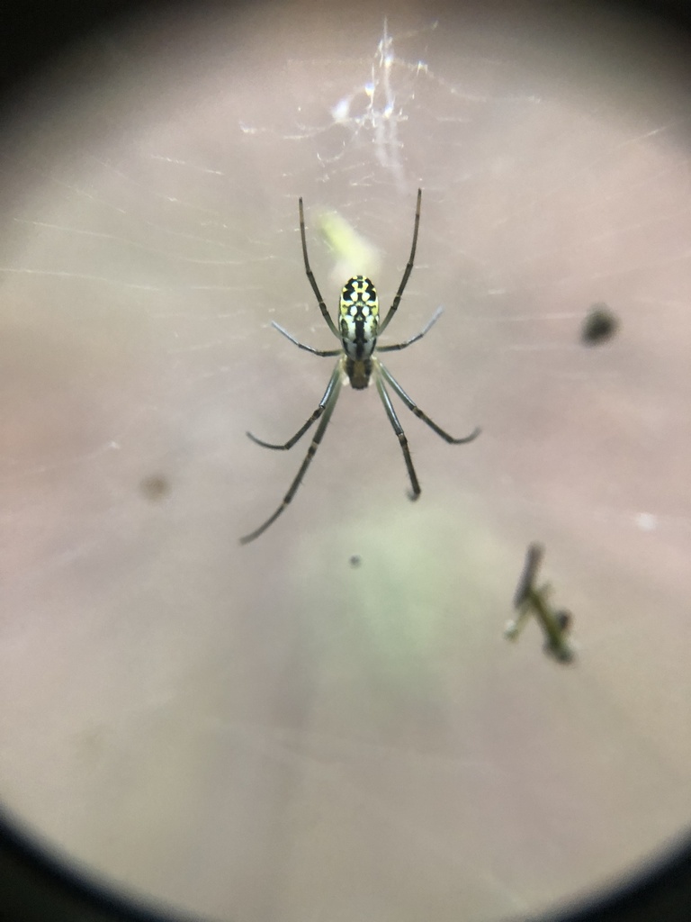 Joro Spider from Fanjiaying Changchongshan, Kunming, Yunnan, CN on July ...