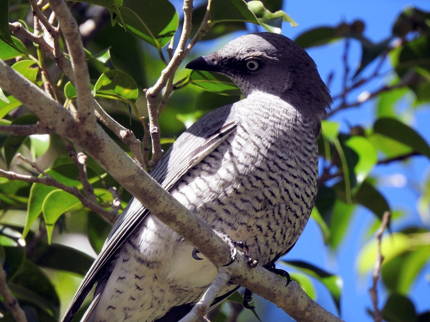 Coracina lineata (Swainson, 1825)