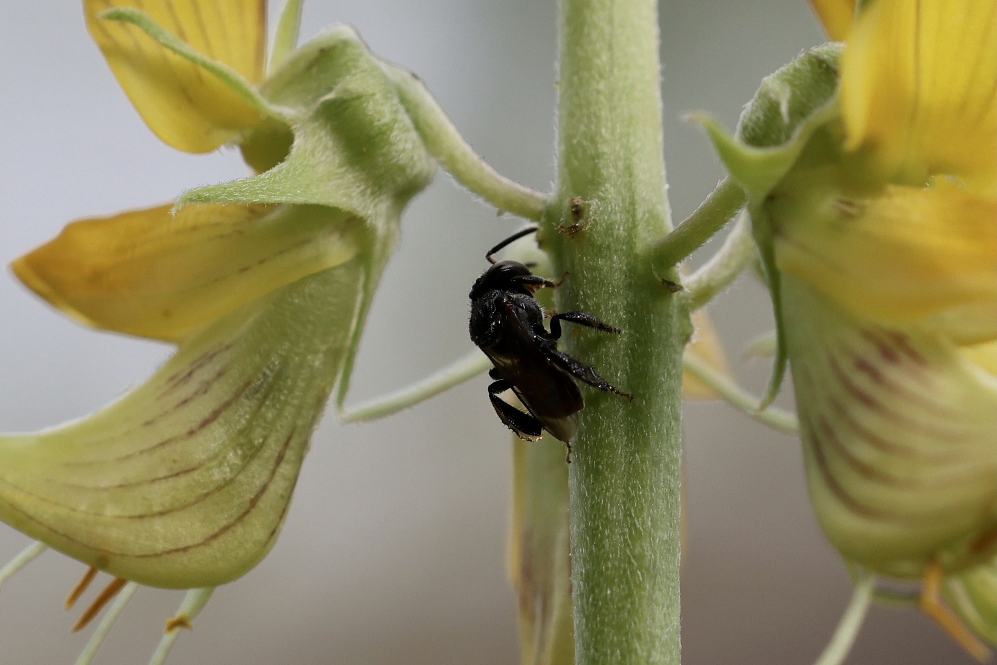 Tetragonula pagdeni (Schwarz, 1939)