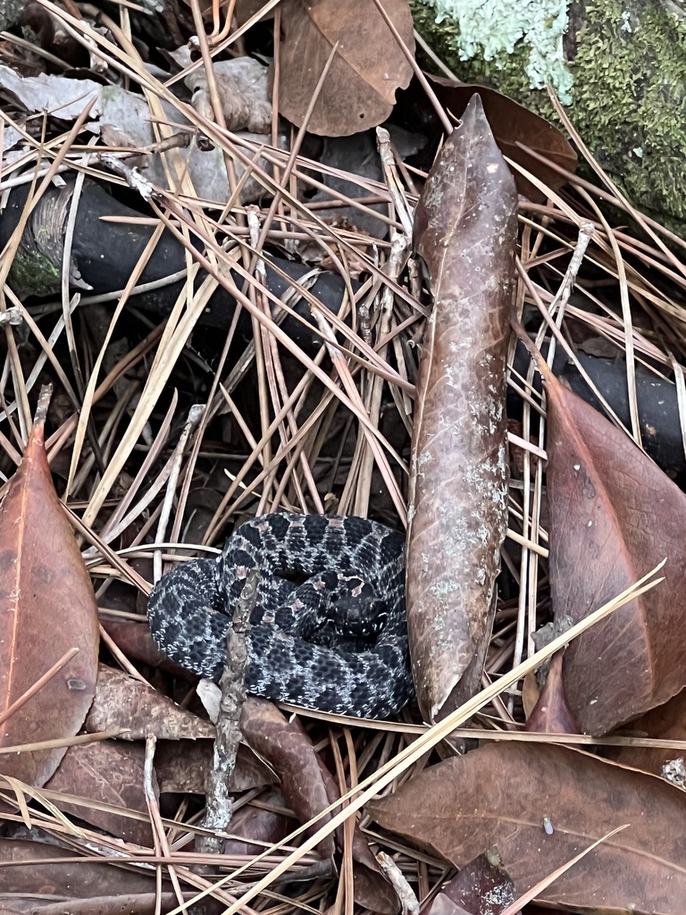 Dusky Pygmy Rattlesnake from University of North Florida, Jacksonville ...