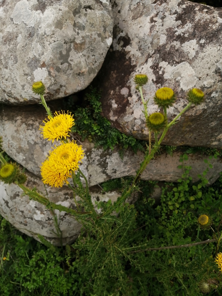 Ball African Thistle from Stormberg District, South Africa on January ...