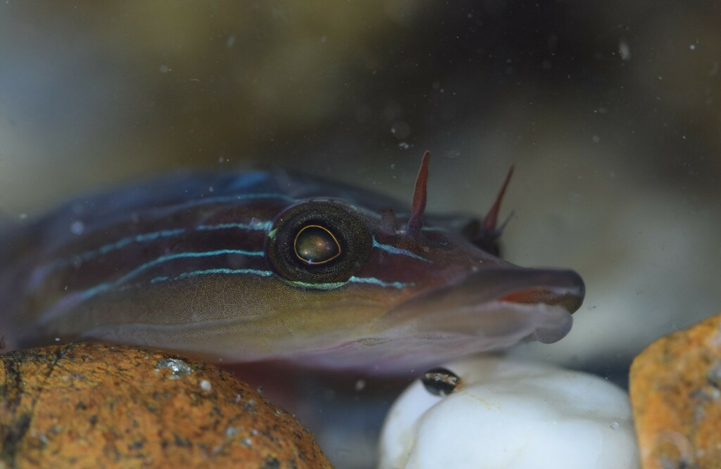 Clingfishes (Gobiesocidae) - Marine Life Identification