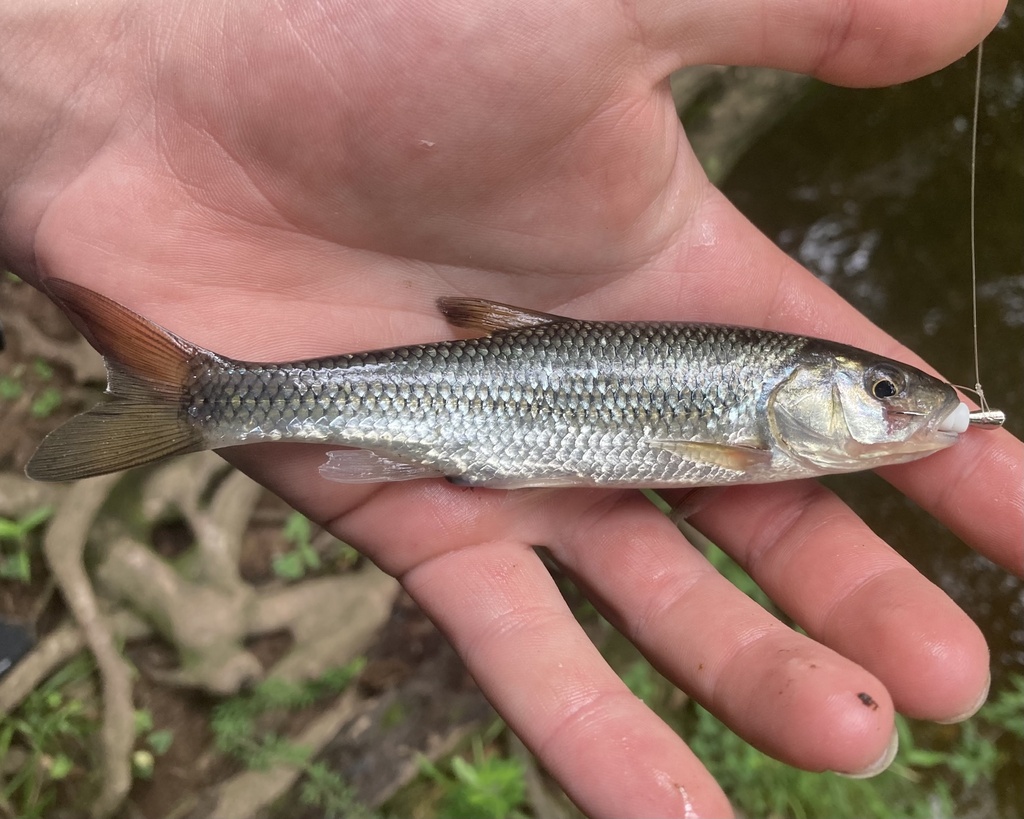 Fallfish from Cub Run, Centreville, VA, US on July 7, 2022 at 06:03 PM ...