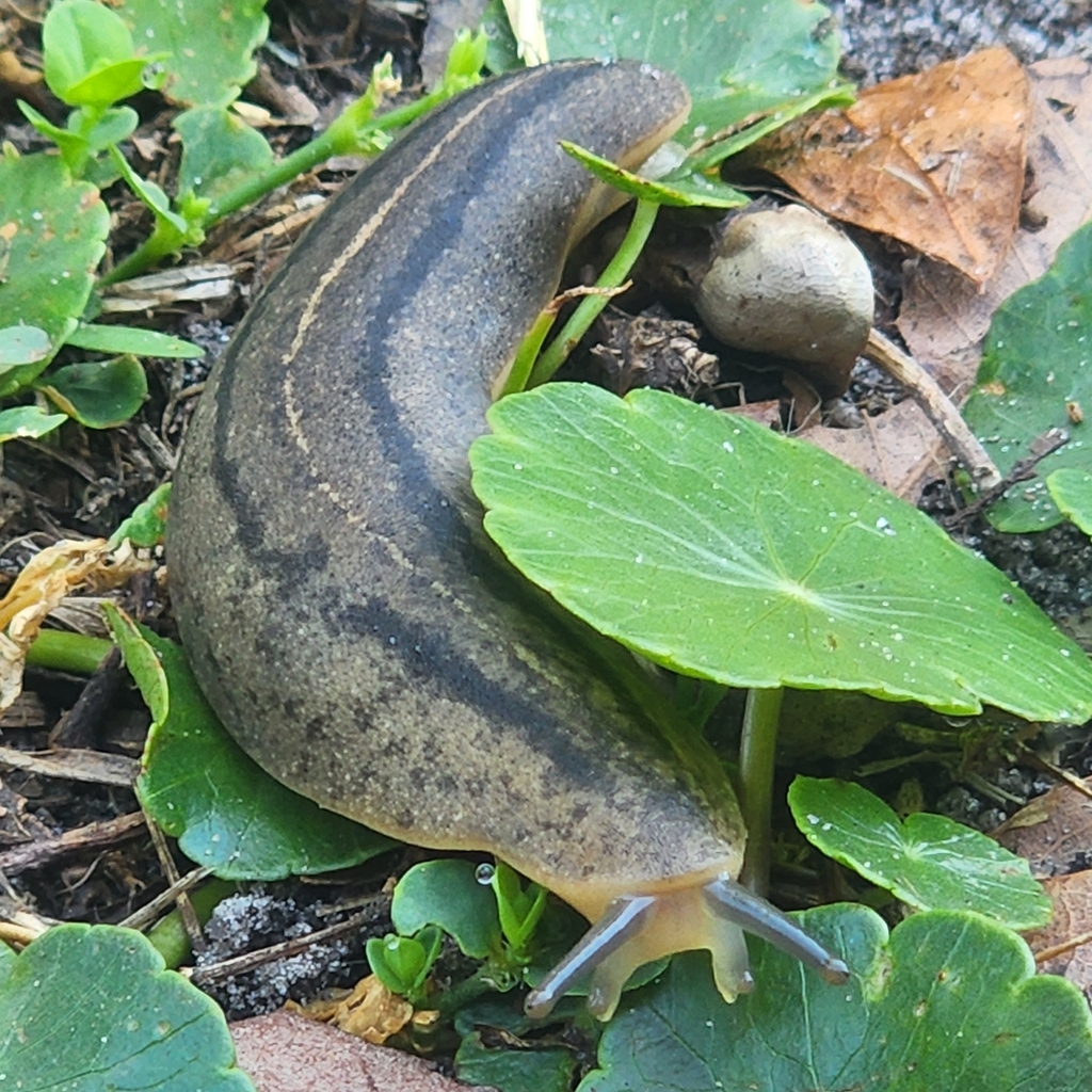 Florida Leatherleaf Slug from Lakeside, FL, USA on May 29, 2022 at 08: ...
