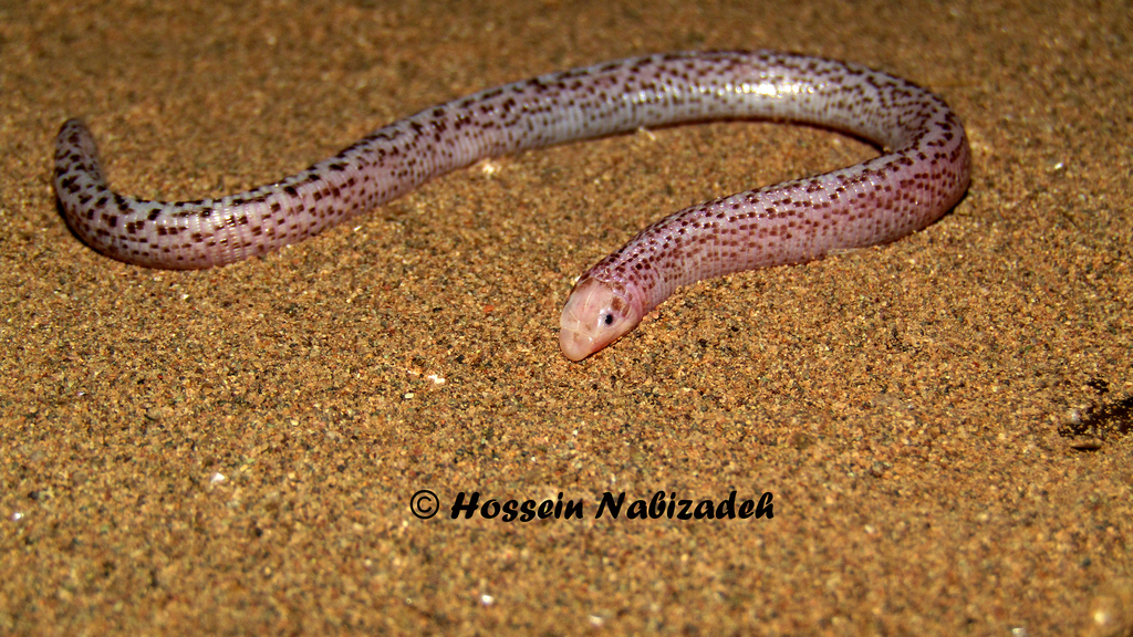 Zarudny's Worm Lizard from Khuzestan Province, Iran on April 27, 2022 ...