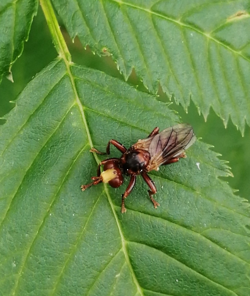 Ferruginous Bee-Grabber from Каменецкий район, Беларусь on July 8, 2022 ...