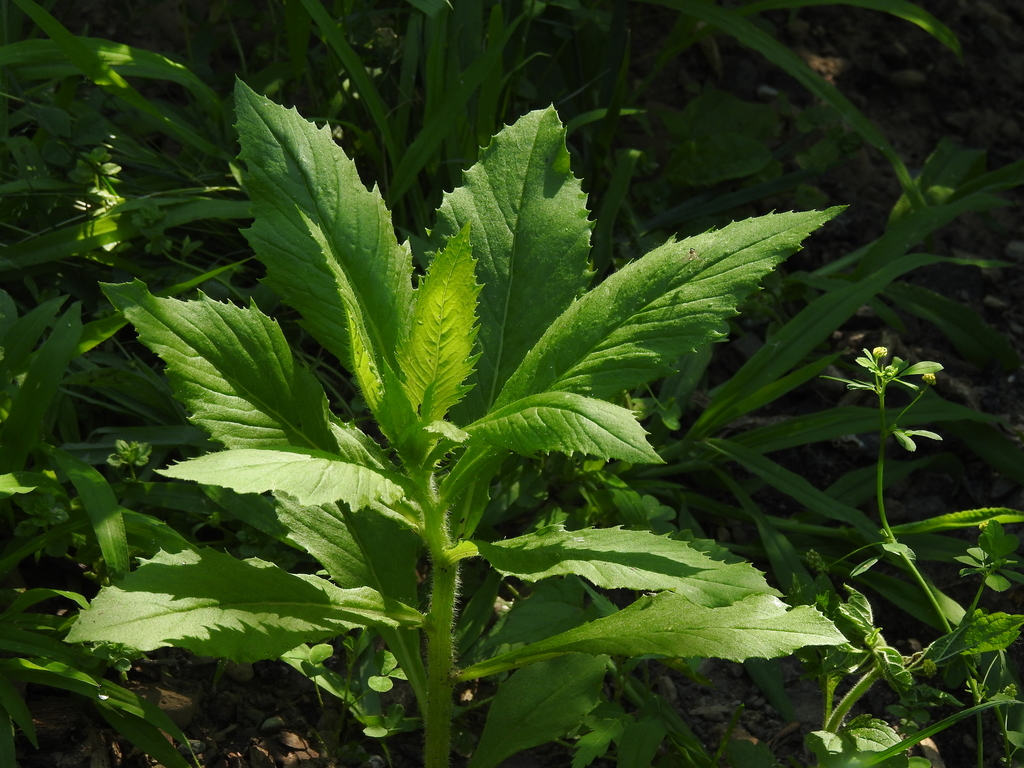 American burnweed from Hendrie Valley, Burlington, ON L7T 4L7, Canada ...