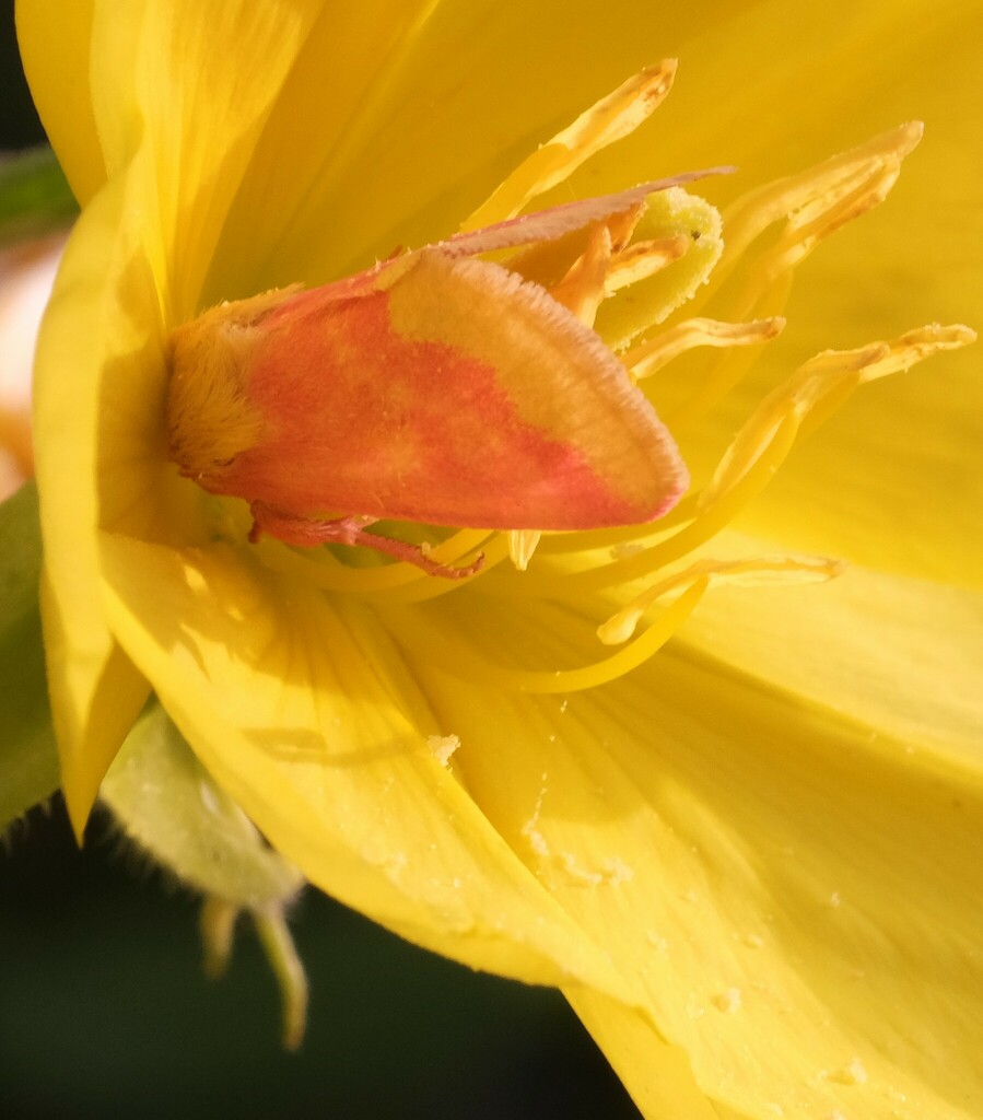 Primrose Moth from Digby, NS, Canada on July 8, 2022 at 06:49 AM by ...