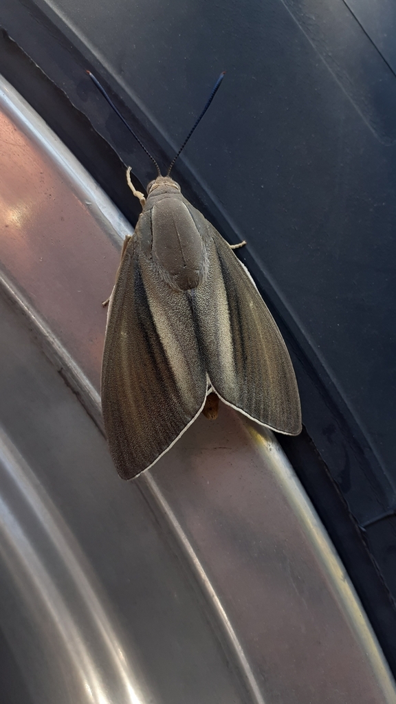 Palm Moth from Linfano Bivio, 38062 Arco TN, Italia on July 08, 2022 at ...