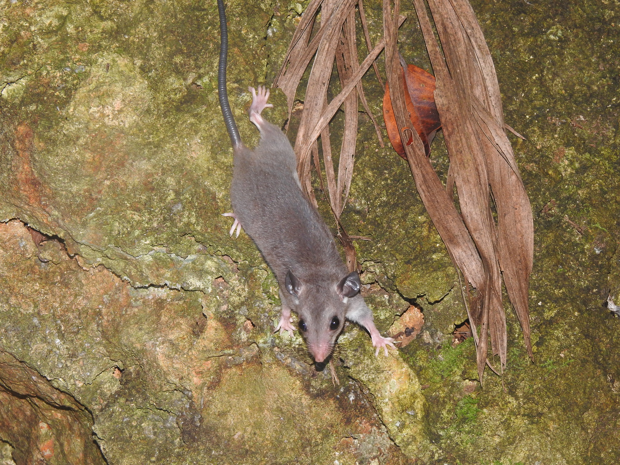 Ototylomys phyllotis Merriam, 1901