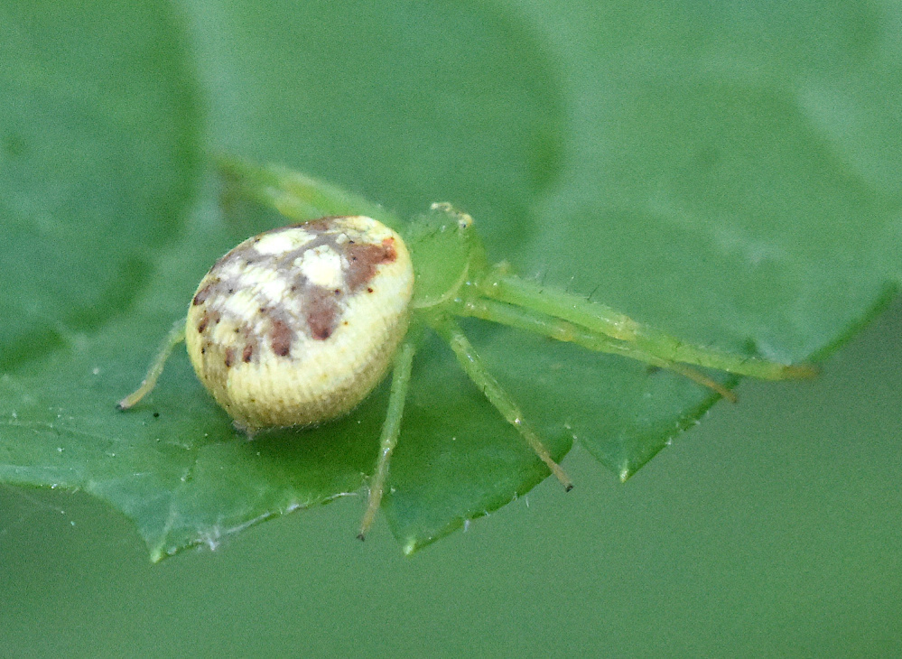 Diaea livens from 55-010 Siechnice, Poland on June 05, 2022 at 03:57 PM ...