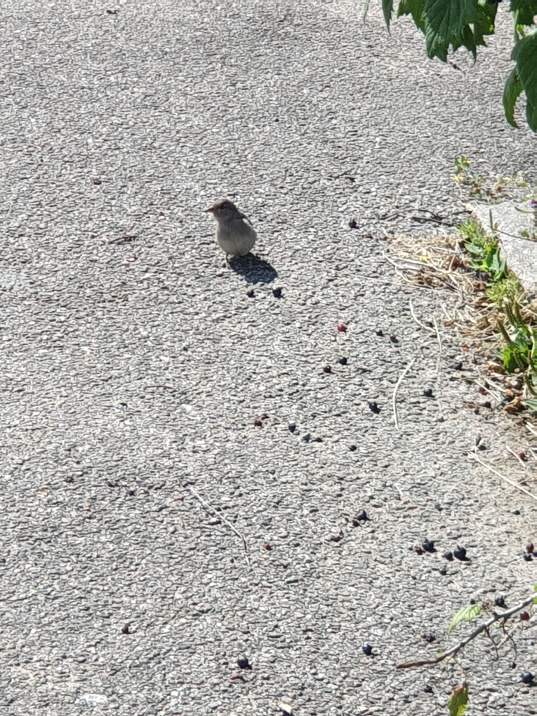 House Sparrow from 445 57 Surte, Sweden on July 08, 2022 at 03:08 PM by ...