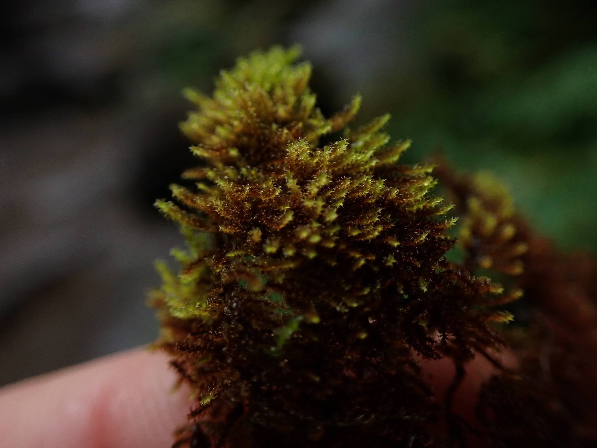 Campylophyllum halleri Fleischer, 1914