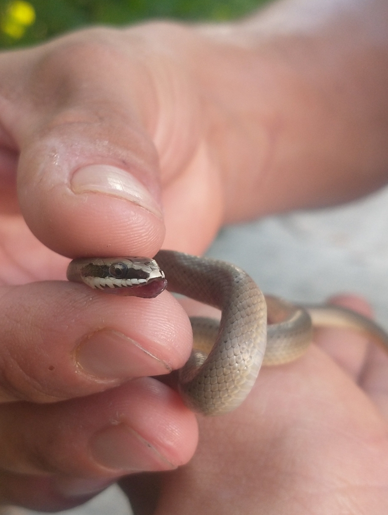 Conophis lineatus concolor from Benito Juárez, Q.R., México on July 8 ...