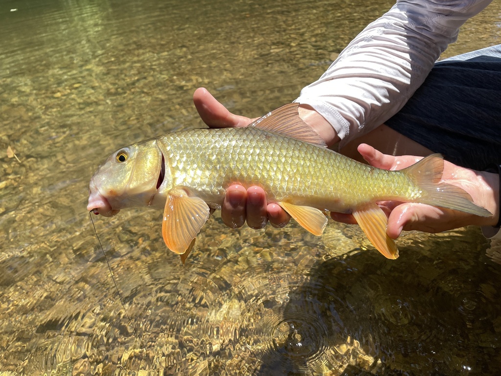 Golden Redhorse (Moxostoma erythrurum) - Marine Life Identification