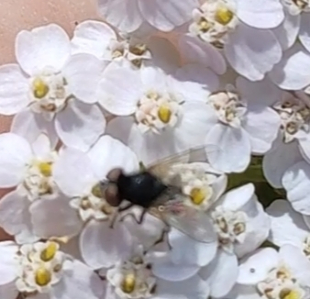 Phasia from Kartuzy, PL-PM, PL on July 08, 2022 at 04:10 PM by maximion ...