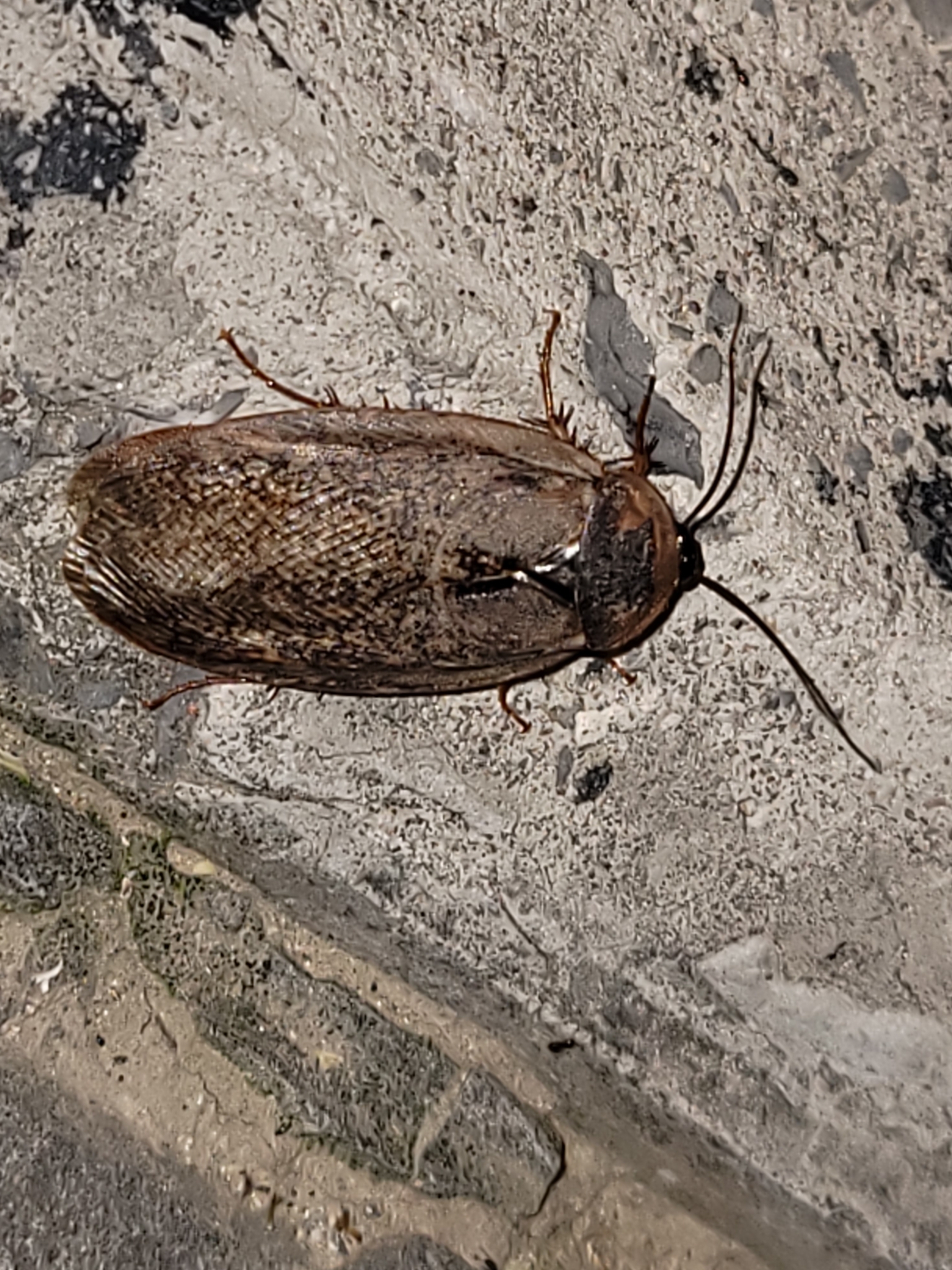 Eupolyphaga sinensis (Walker, 1868)