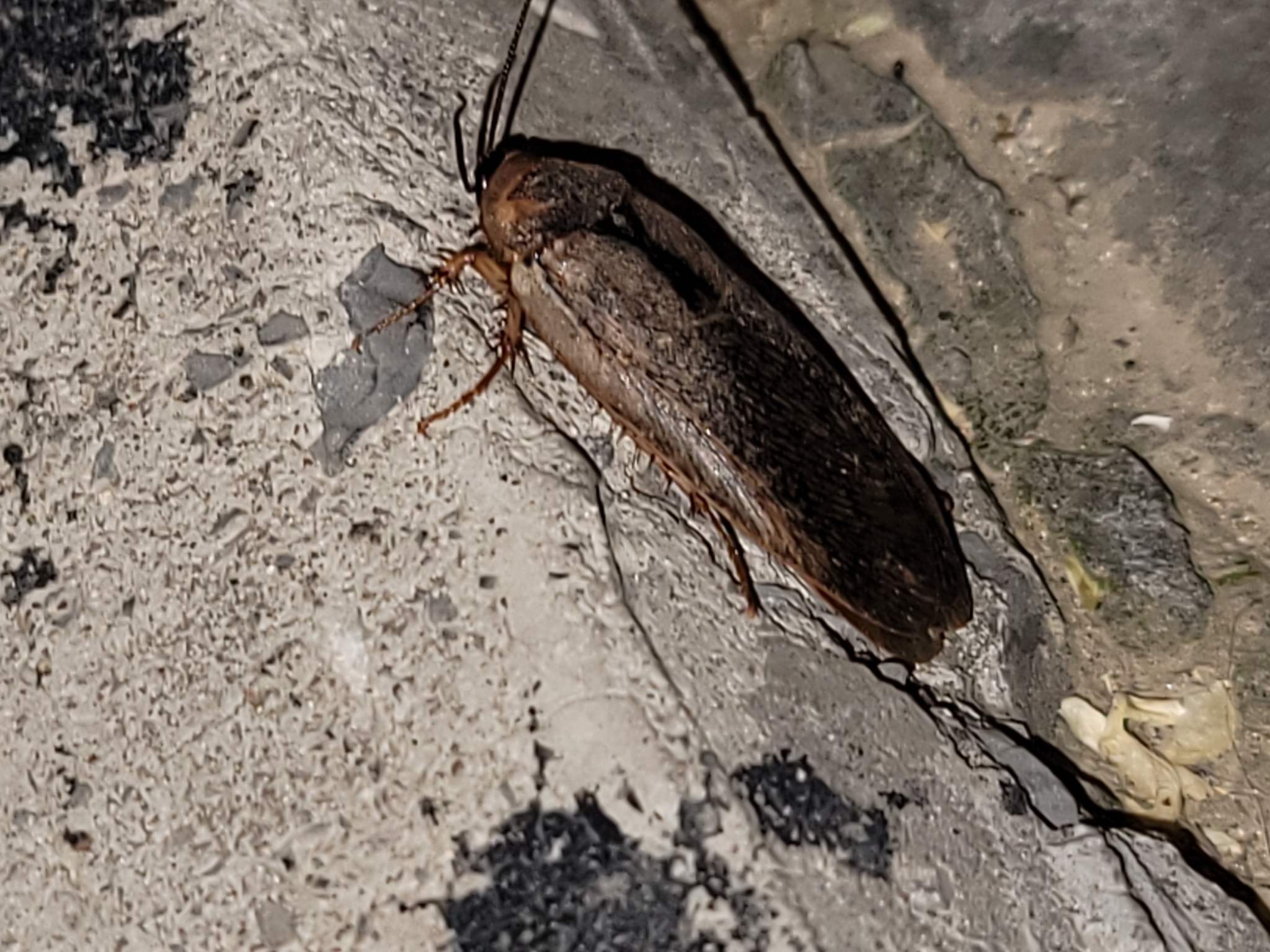 Eupolyphaga sinensis (Walker, 1868)