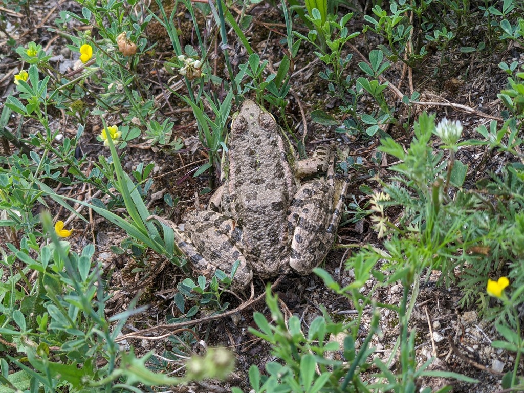 Marsh frog complex from East Macedonia and Thrace, Greece on June 27 ...