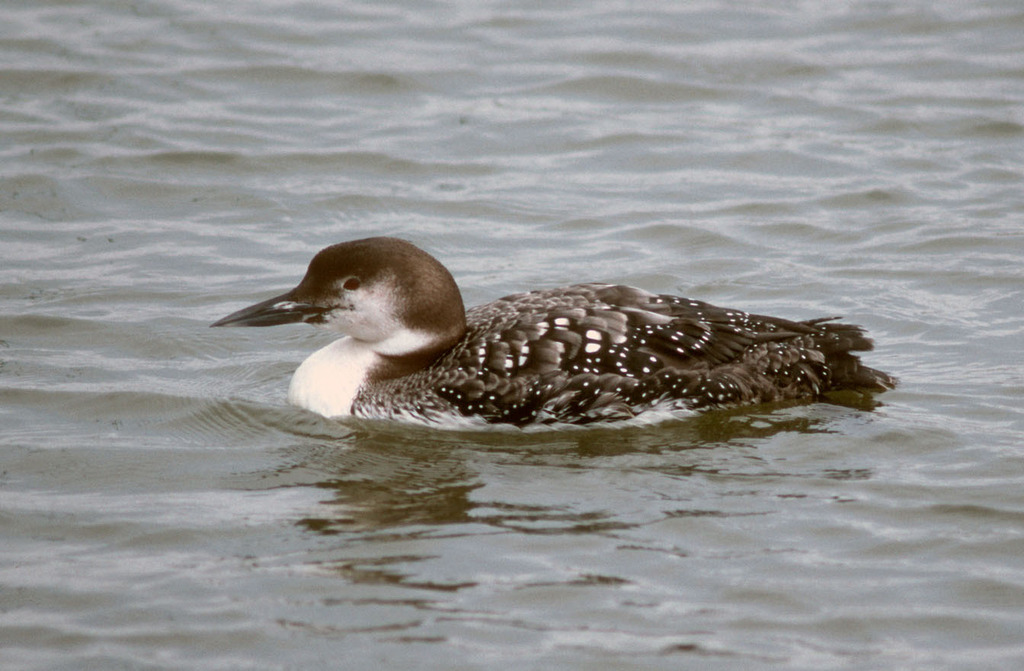 Common Loon from Rockport, Texas on February 21, 1991 by Greg Lasley ...
