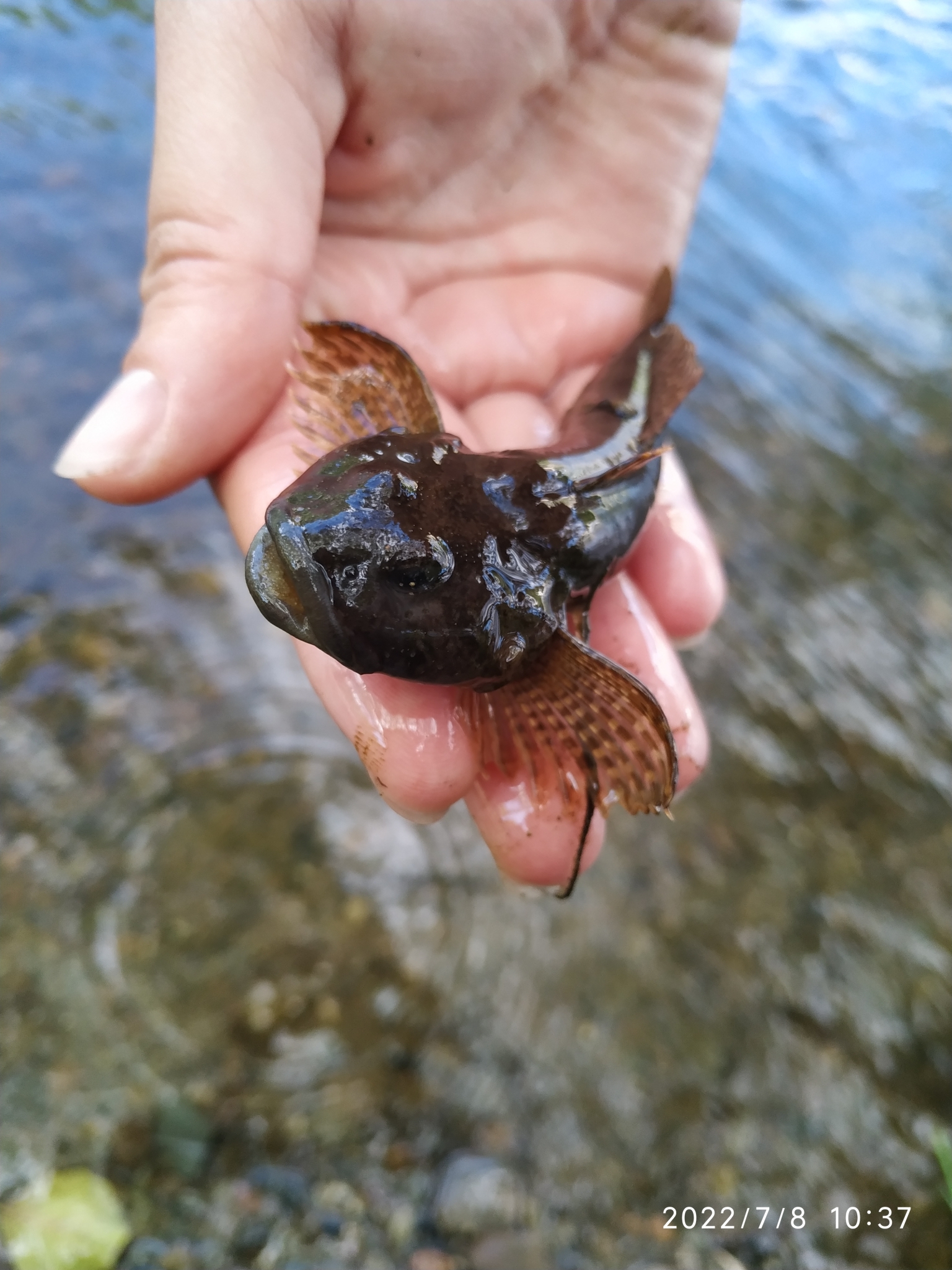 Cottus gobio Linnaeus, 1758