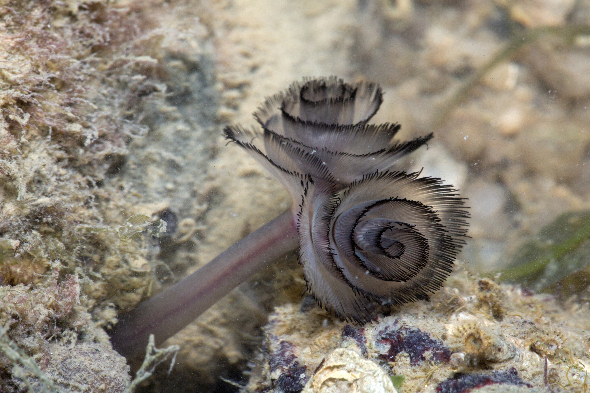 Phylum Phoronida