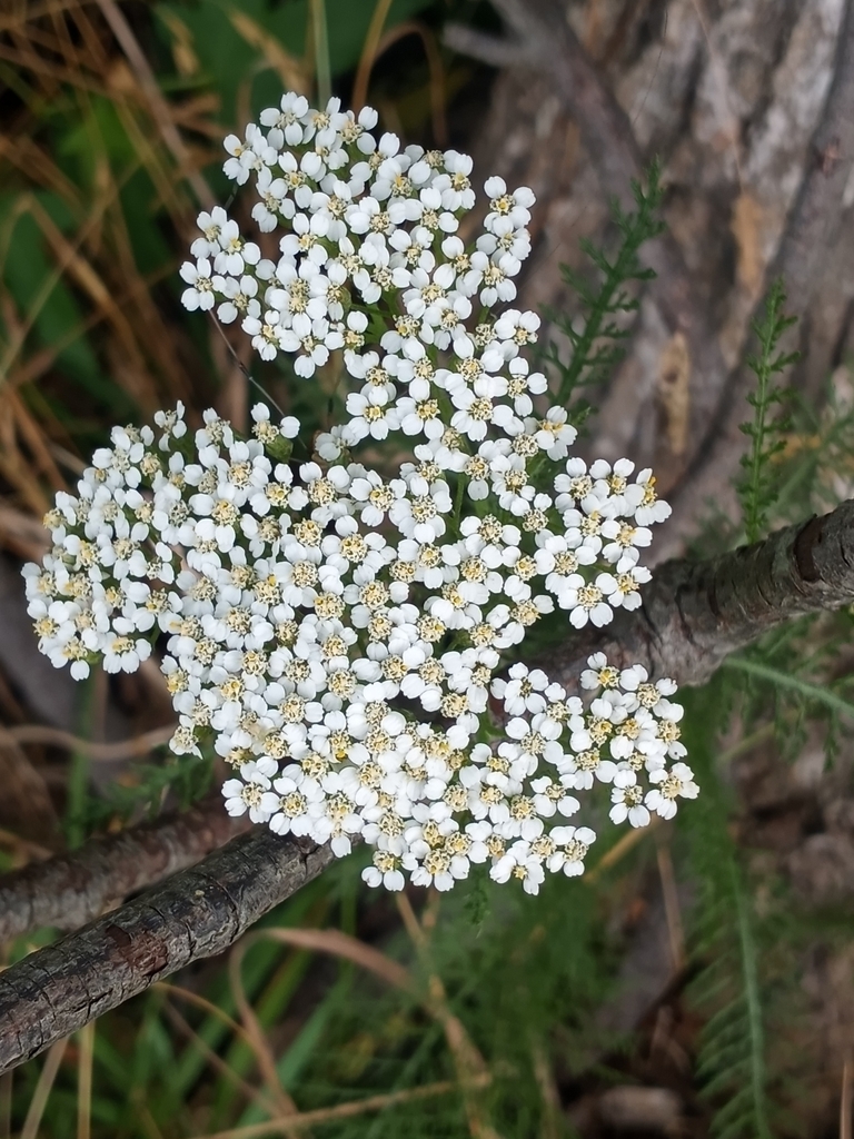 common yarrow from Berlin, MD 21811, USA on July 08, 2022 at 11:50 AM ...