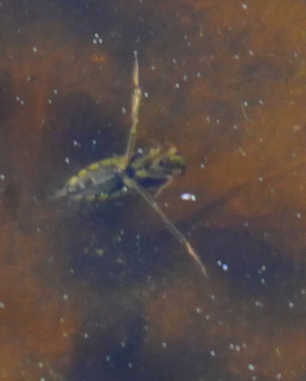 Typical Backswimmers from Sierra County, CA, USA on July 03, 2022 at 05 ...