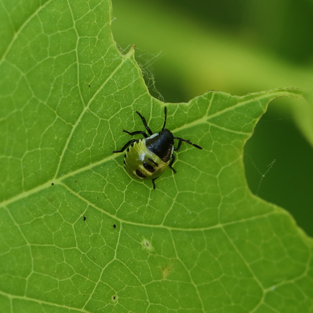 Green Shield Bug from Gonfreville-l'Orcher, France on July 08, 2022 at ...