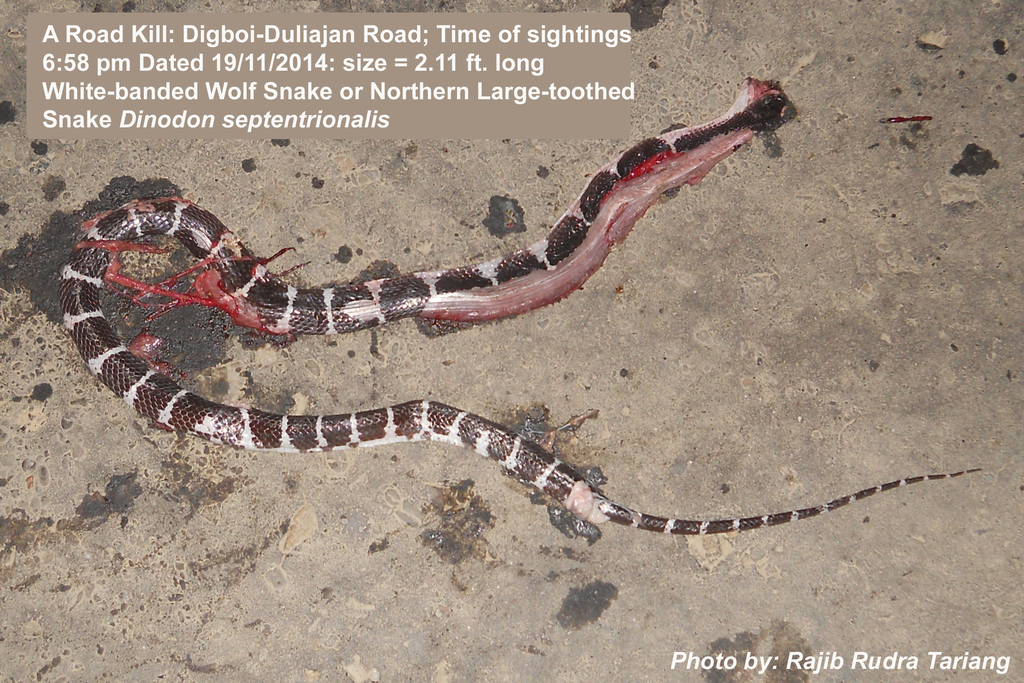Northern Large-toothed Snake from Lakhipathar Block, Assam 786171 ...
