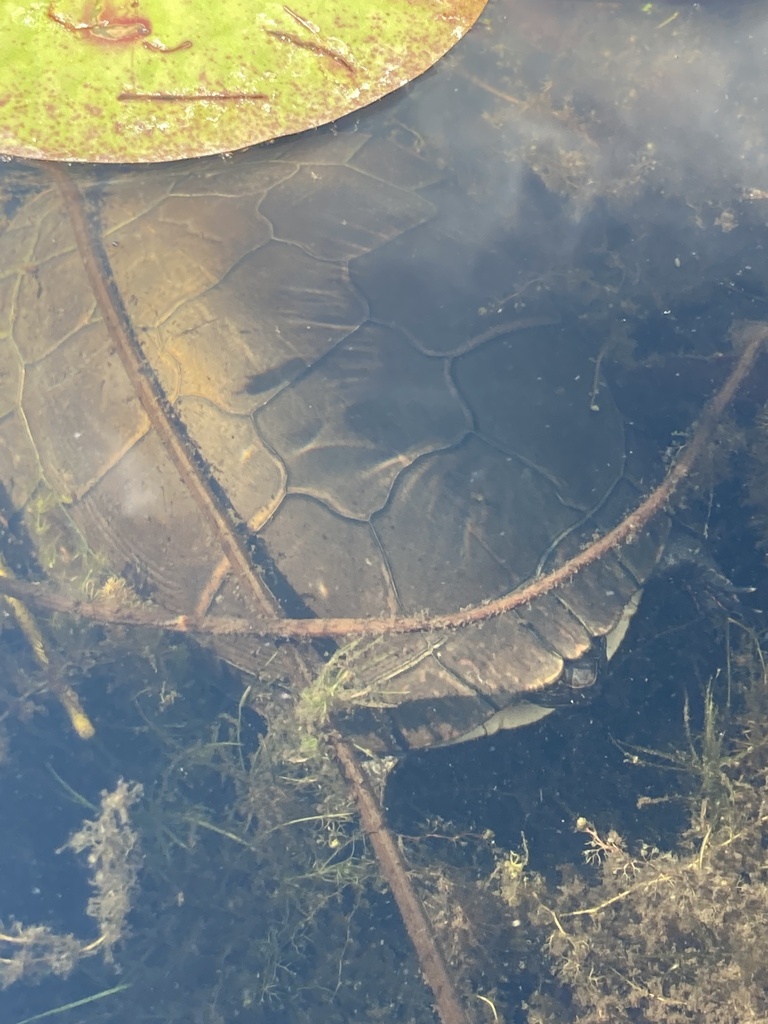 Painted Turtle from Wolverine, MI, US on July 03, 2022 at 05:15 PM by ...