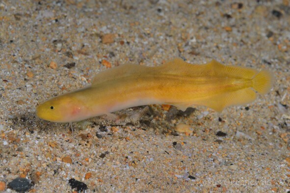 Blindfish (Edithburgh Fishlist) · iNaturalist