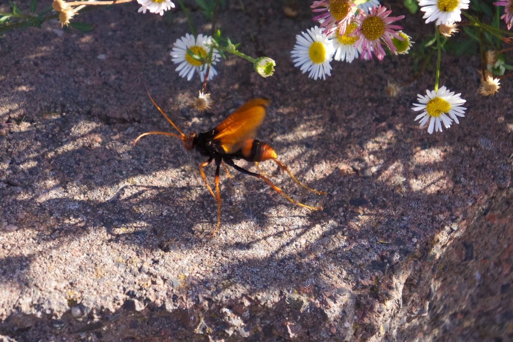 Two-colored Orange Spider Wasp from port noarlunga south on December 1 ...