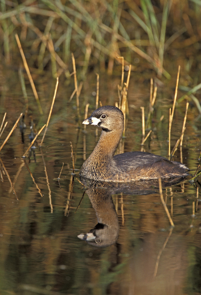 Pied-billed Grebe from Anahuac NWR, Texas on April 7, 1999 by Greg ...