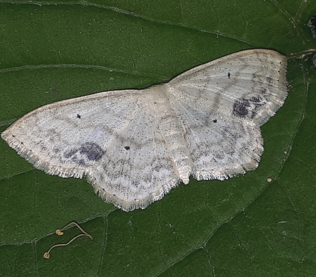 Large Lace-border Moth from Hamilton, ON L8J 1R6, Canada on July 08 ...