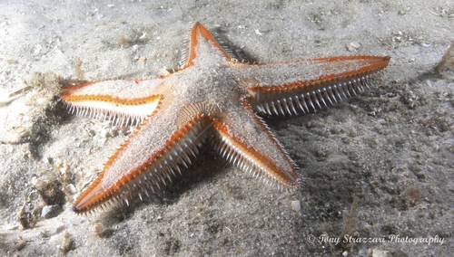 Astropecten triseriatus · iNaturalist