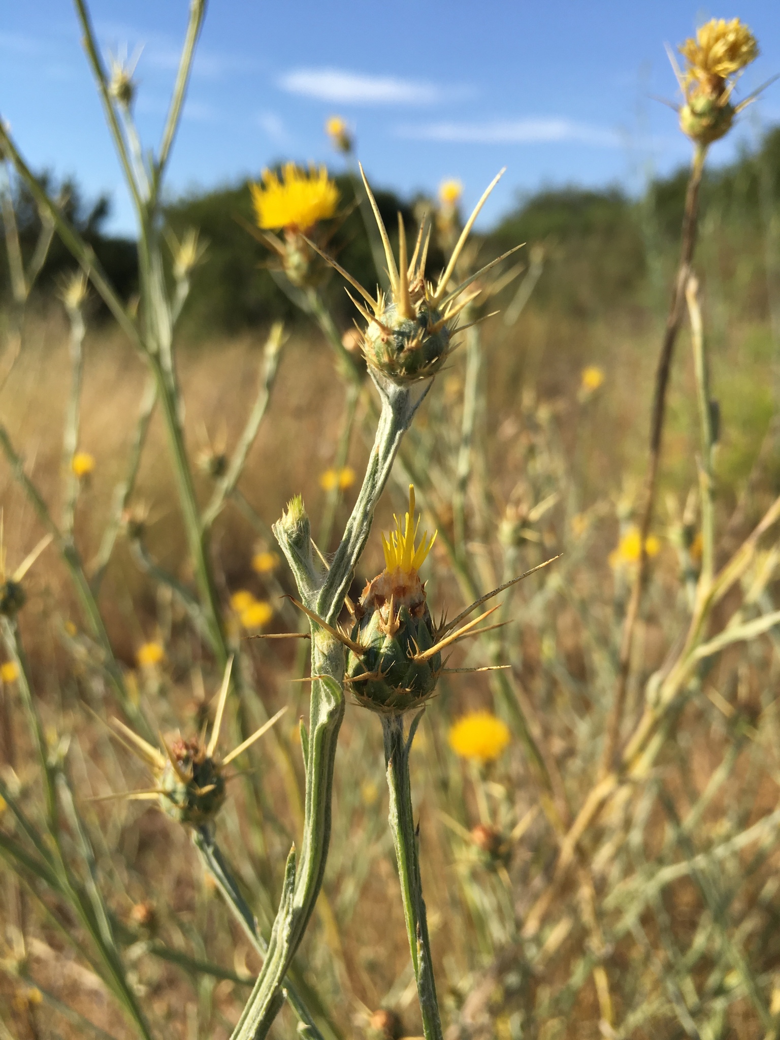 Yellow Starthistle Seed