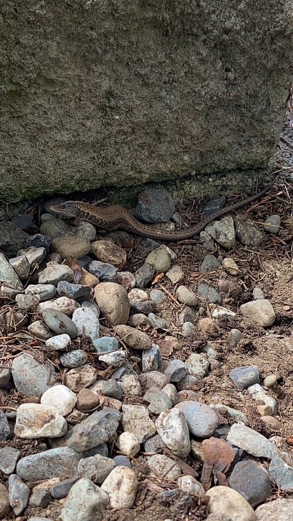 Northern Alligator Lizard from 40th Pl NE, Lake Forest Park, WA, US on ...