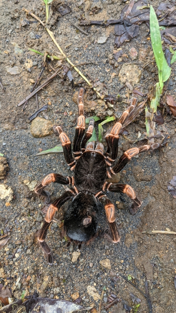 Costa Rican Redleg Tarantula from Puntarenas Province, Monteverde ...